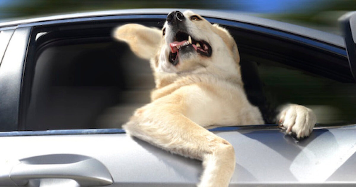 10 Random Car Facts That Will Boggle Your Mind | Go Nissan North